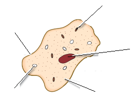 Cells and Classification | Mr Danic
